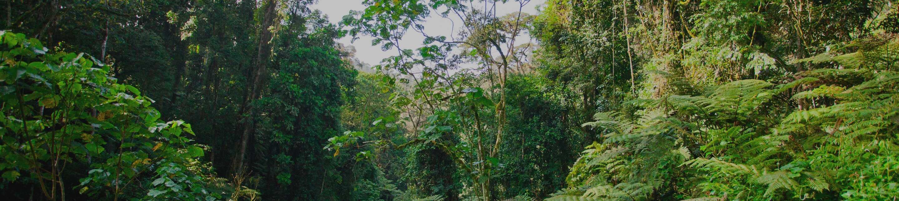 Que Voir en République du Congo ? | Les 10 Plus Beaux Lieux à Visiter