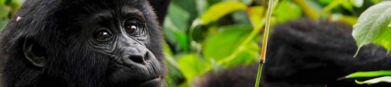 Partir en Ouganda : votre guide de voyage sur mesure