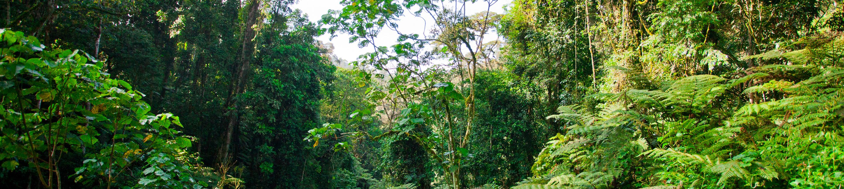 Que Voir en République du Congo ? | Les 10 Plus Beaux Lieux à Visiter