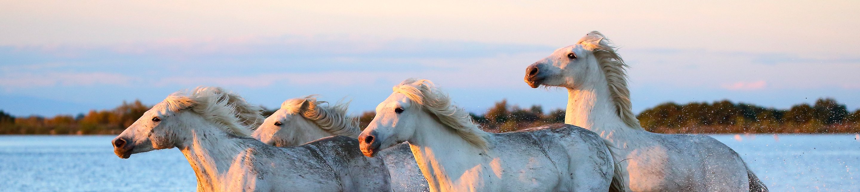 Où se loger en Camargue ? Découvrez les meilleurs endroits où dormir