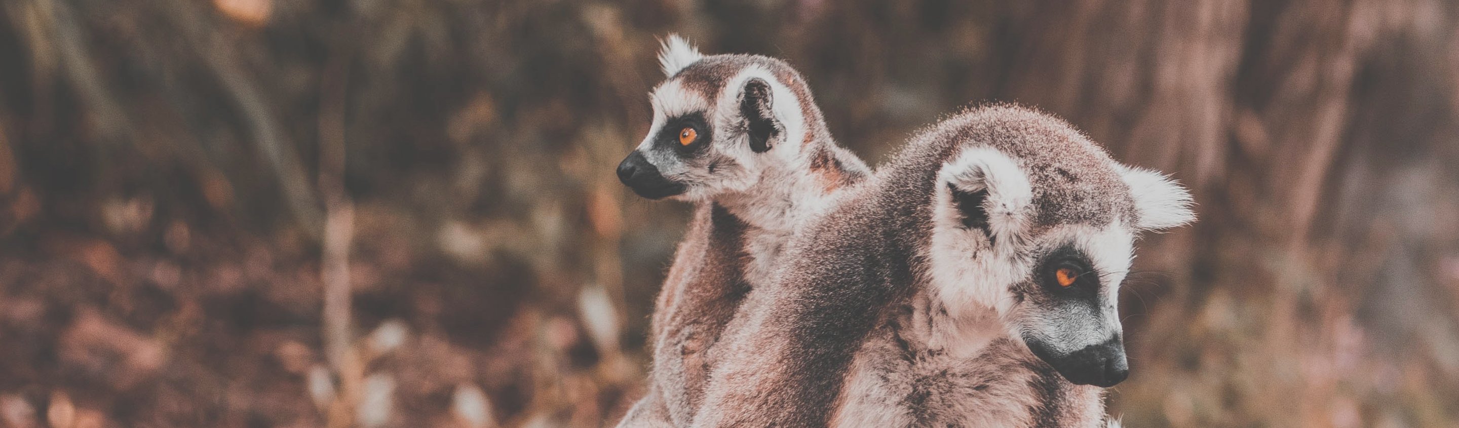 Partir à Madagascar : votre guide de voyage sur mesure