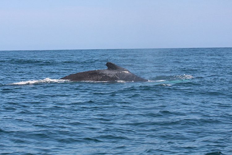 Que Voir et Que Faire à Mancora