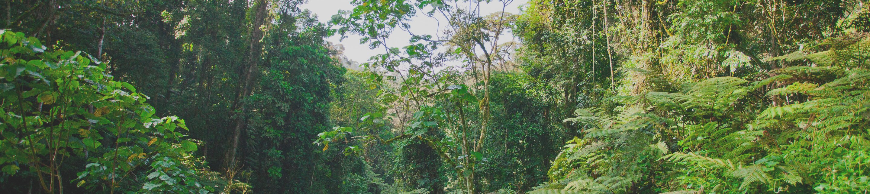 Que Voir en République du Congo ? | Les 10 Plus Beaux Lieux à Visiter