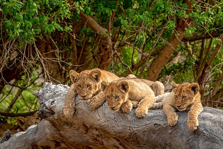 Faire un safari dans le parc Kruger | Carte, Prix, Quand Partir...