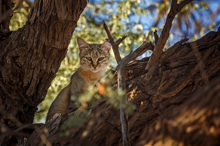 Quels animaux voir au parc Kruger ? | Photos