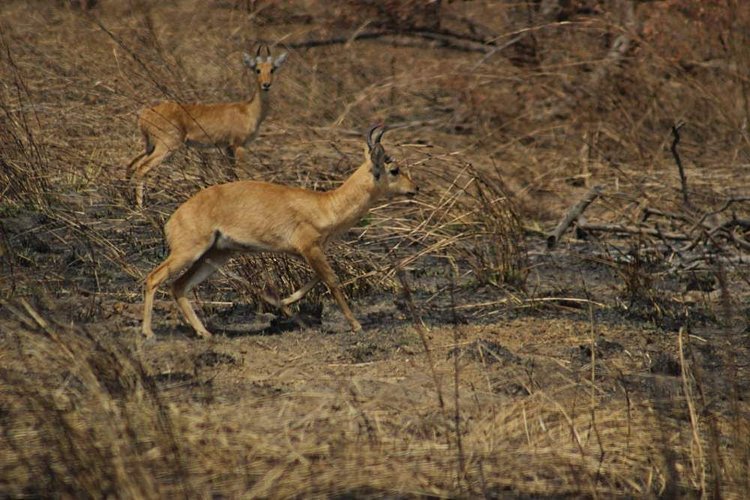 Quels animaux voir au parc Kruger ? | Photos